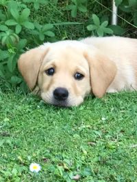 Puppy Information Sheet